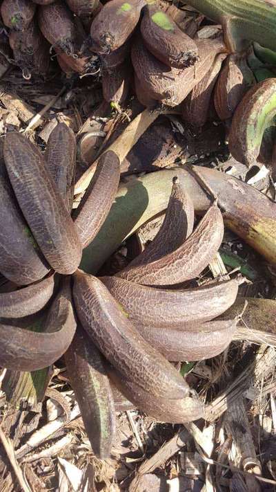 Which banana disease is this | Community | Plantix