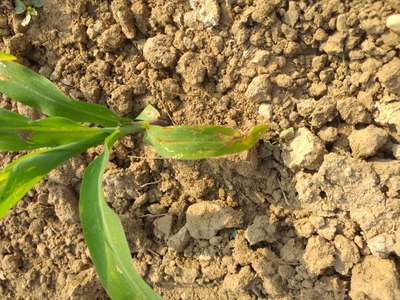 Which type of disease or nutrient deficiency in this plant(maize ...