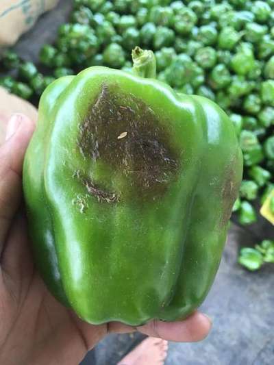Rough skin on the capsicum fruit | Community | Plantix
