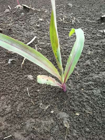 What is the problem? Please | Community | Plantix