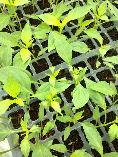 Chilli leaves are affected by what? | Community | Plantix