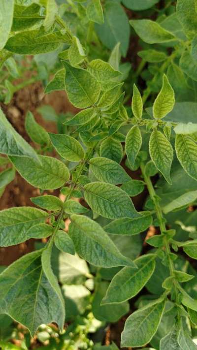 Please tell me, whether this is any disease or any deficiency of ...