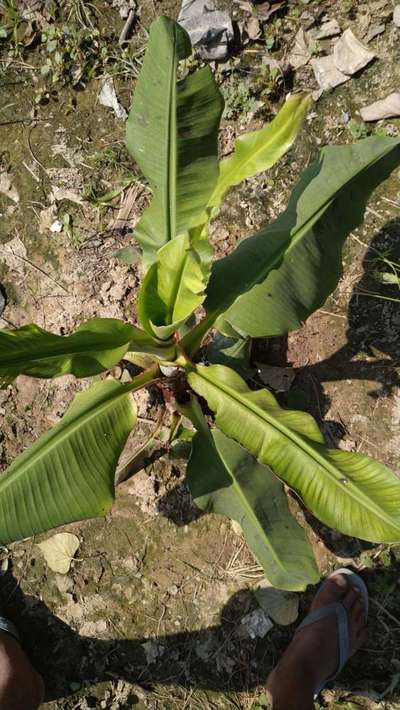 How to resolve bunchy top virus from banana tree??? | Community | Plantix