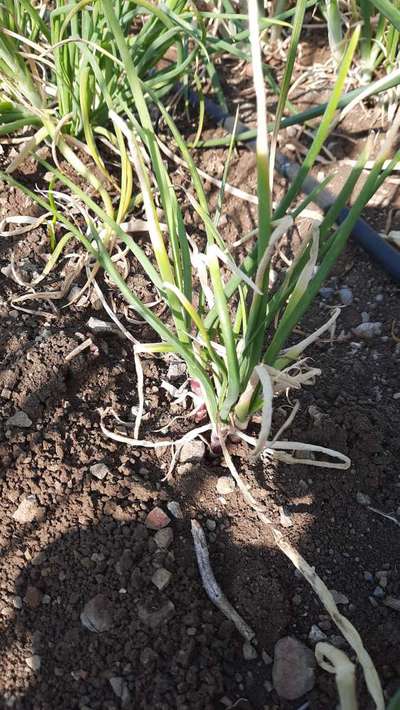 What is the disease in onion? | Community | Plantix