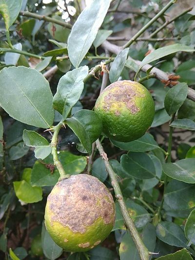 Disease in lemon | Community | Plantix