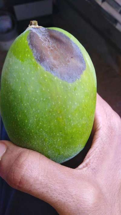 What kind of disease is this? What is its cure? Please help me ...