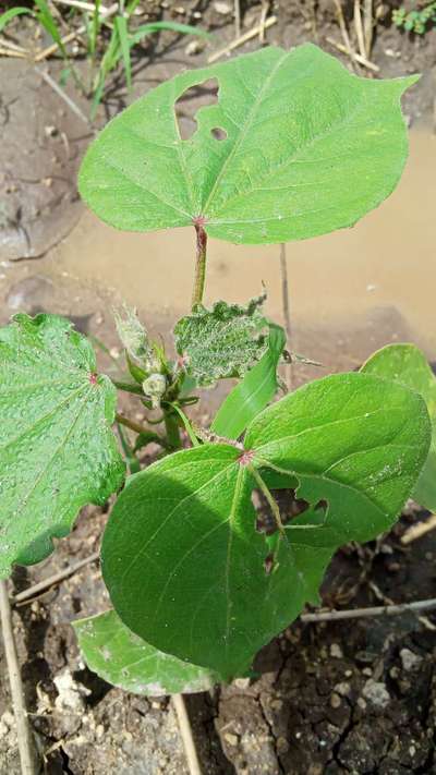 What is the effect of 2/4D herbicide on cotton crop? | Community | Plantix