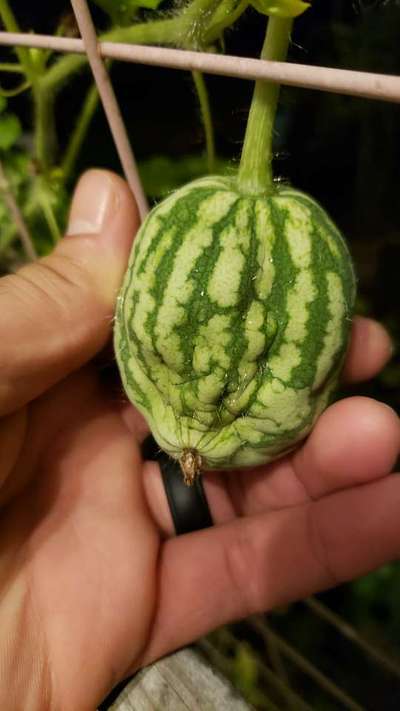 Does anyone know why my melons are becoming wrinkly? | Community | Plantix