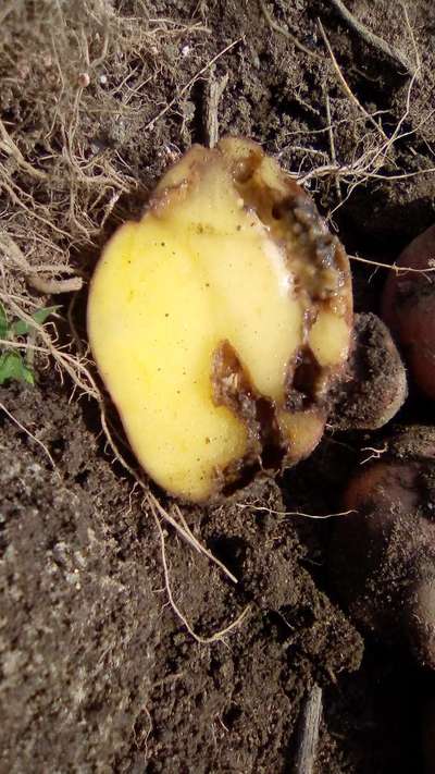 Is this potato tuber rot? | Community | Plantix