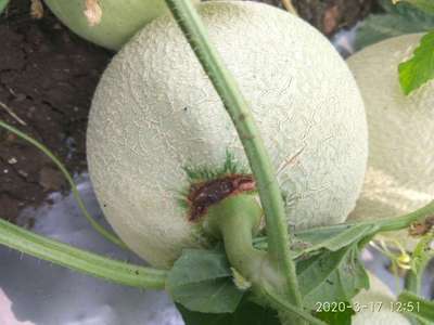 Why fruits crack??plz suggest remedies | Community | Plantix