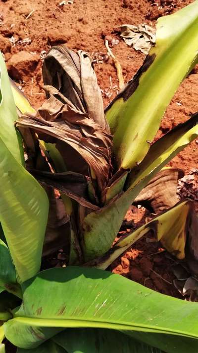 Is it due to nutrient deficiency | Community | Plantix