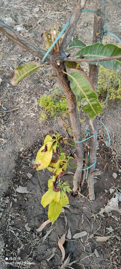 These mango trees are 1 year old and automatically drying out and some ...