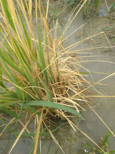 identified problem of rice crop | Community | Plantix