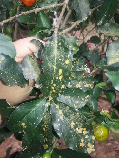 Gostaria de saber o que são estas manchas nas folhas da minha acerola ... Gostaria de saber o que são estas manchas nas folhas da minha acerola ...