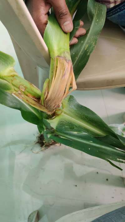 Stem Rotting in maize | Community | Plantix