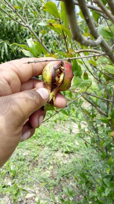 Why the fruit of my pomegranate is cracking the fruit | Community | Plantix