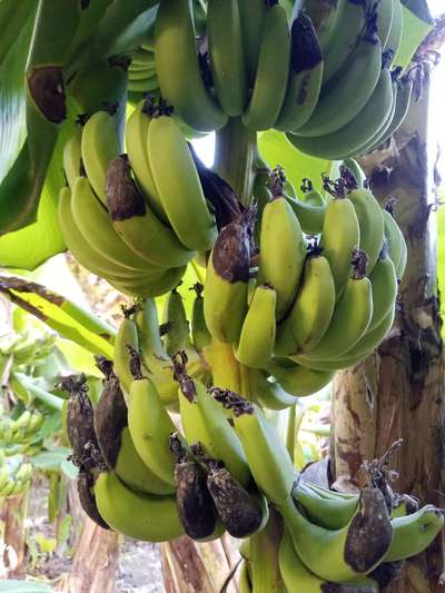 Plz tell me any Solution about this Disease it's destroying the yield ...