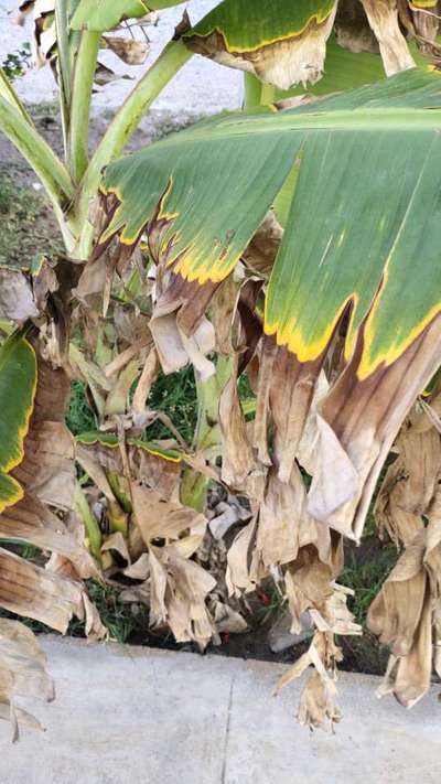 What fertilisers are required for pottasium defiency of plantain Tree ...
