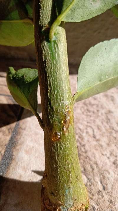 Pomar de limão tahity, variedade citrandarin índio (resistente à gomose ...