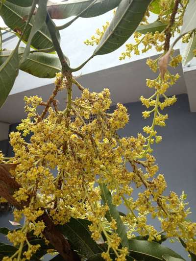 Need what should be spray? | Community | Plantix