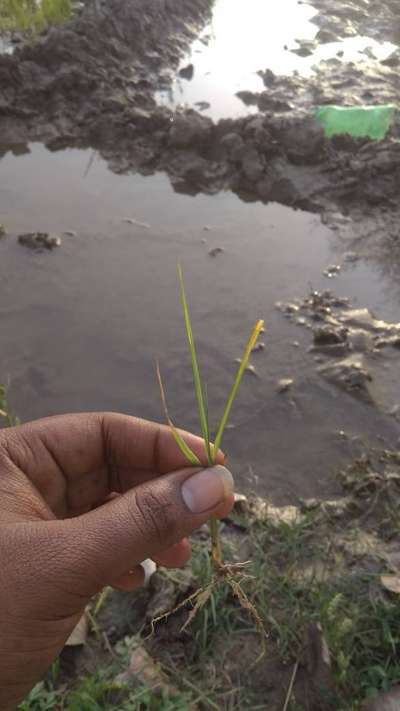 What is this problem in rice? | Community | Plantix