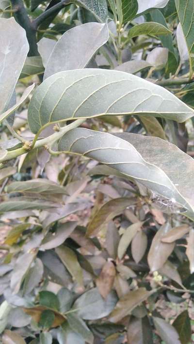 Hoja marron en cultivo de aguacate | Comunidad | Plantix
