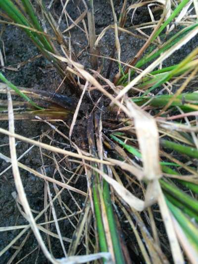 Why rice like that? What is the problem?Give a solution. | Community ...