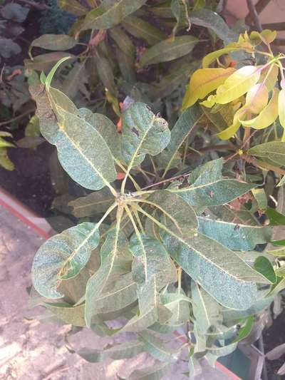 Black spots on mango leaves | Community | Plantix