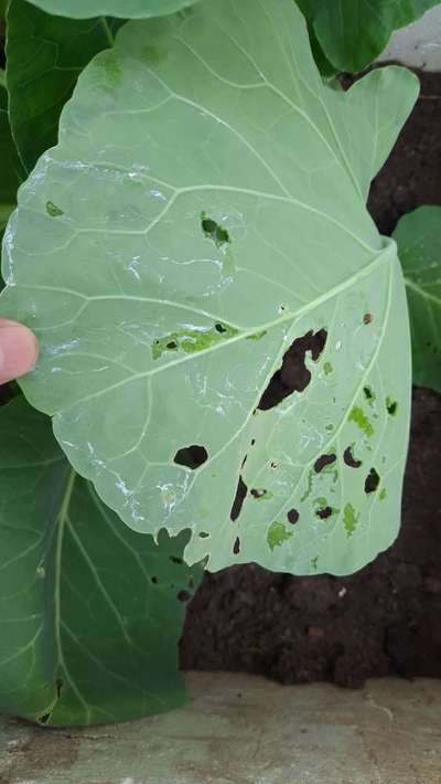 Which disease in cabbage is this and how to cure it? | Community | Plantix
