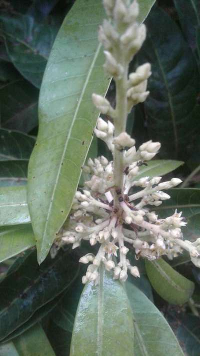 tayna manchu purugu nivarana yala afrika tali | సంఘం | ప్లాంటిక్స్