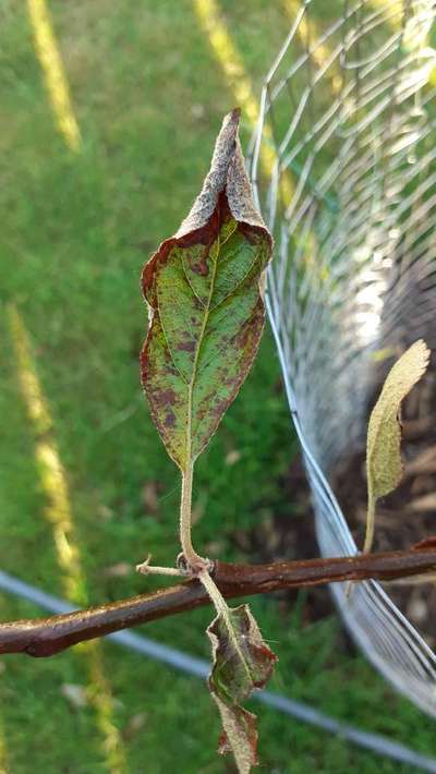 My apple tree has lost its leaves. Tree seems healthy. I think it may ...