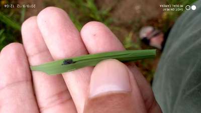 Rice Thrips Pupal stage Mentioned in the photograph. | Community | Plantix
