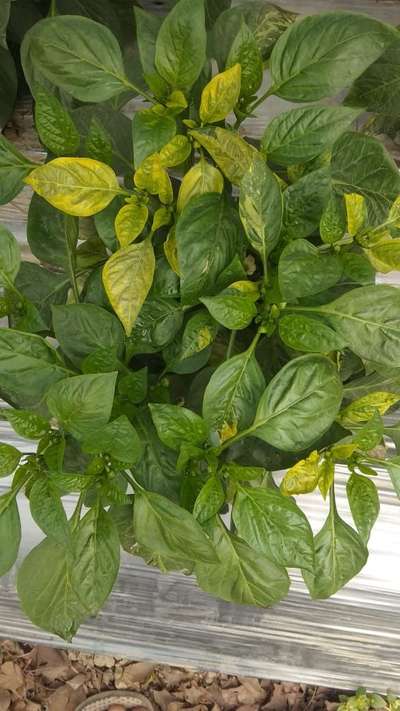 Capsicum leave leave golden colour | Community | Plantix