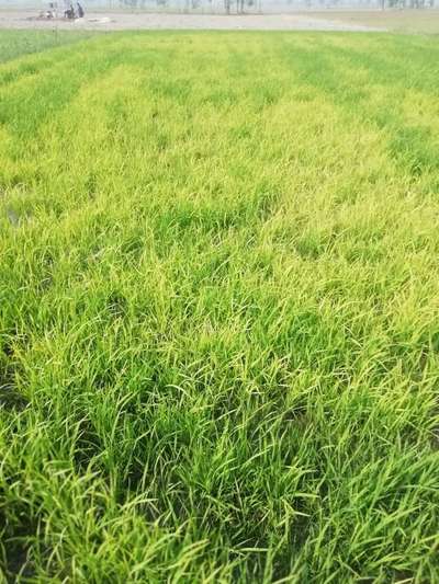 Nitrogen Deficiency In Rice Plants