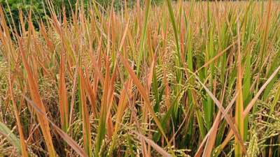 It may be tungro Or BLB? | Community | Plantix