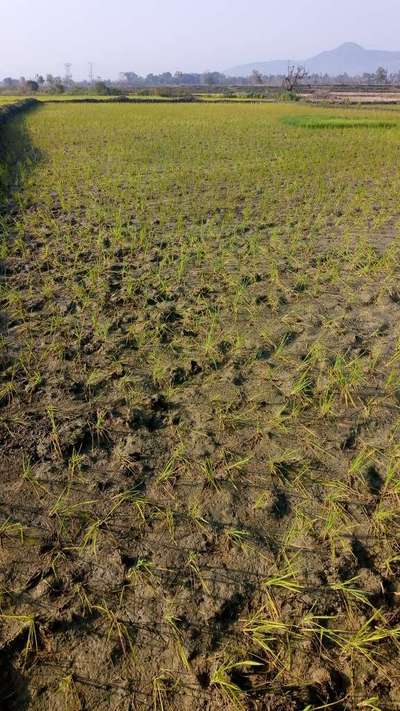 My Farm from Orissa Assam Agriculture Department Sony Inka | Community ...