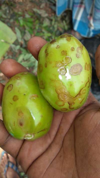 Sir tomoto fruits are like this what is this how to control this ...