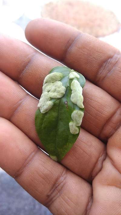 Hi there, I didn't find any worms or bugs on plants (Jasmine plant) so ...