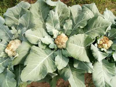 Cauliflower curd discoloration | Community | Plantix