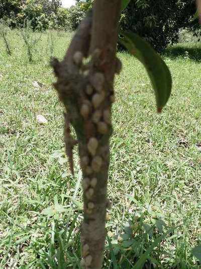 what is this on main stem of mango nursery ? | Community | Plantix