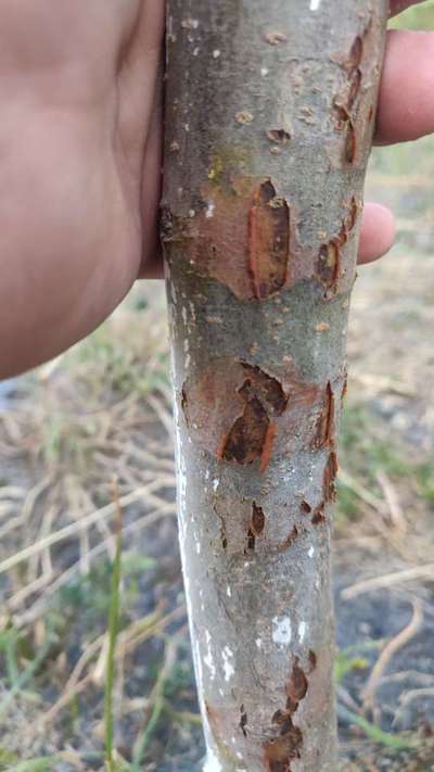 Bark of my apple tree looks like this . What is it? | Community | Plantix