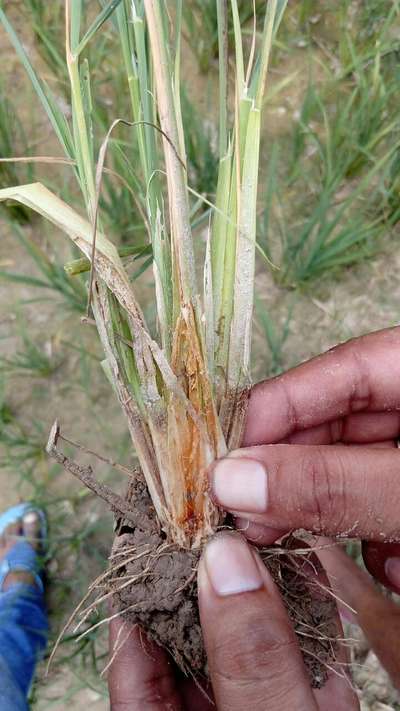 How can we prevent rice from hopper | Community | Plantix