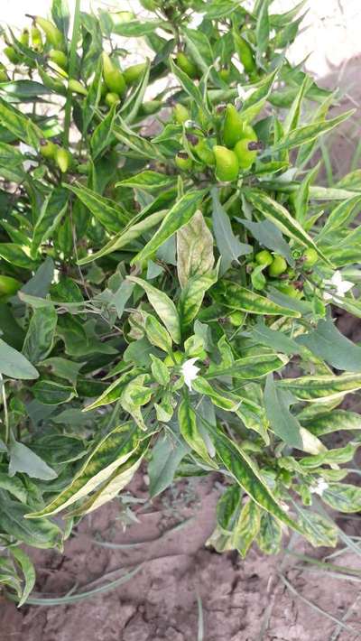 Can anyone identify this problem in Chillies crop | Community | Plantix