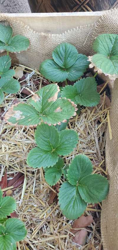 Why Are My Strawberry Leaves One By One Dying