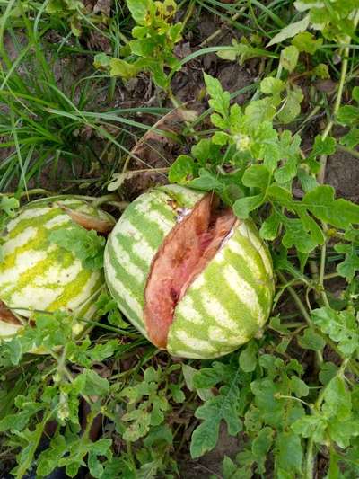 What could be the cause of bursting of my watermelon? | Community | Plantix