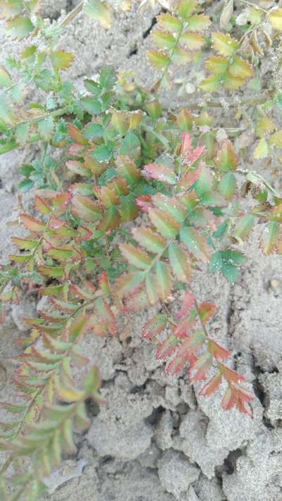 Patiyo me yellow or read | Community | Plantix