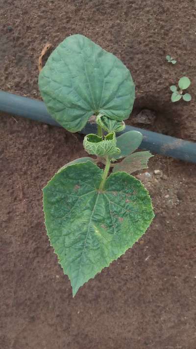 I noticed that the Apex leave on most of my cucumber plants are curling ...
