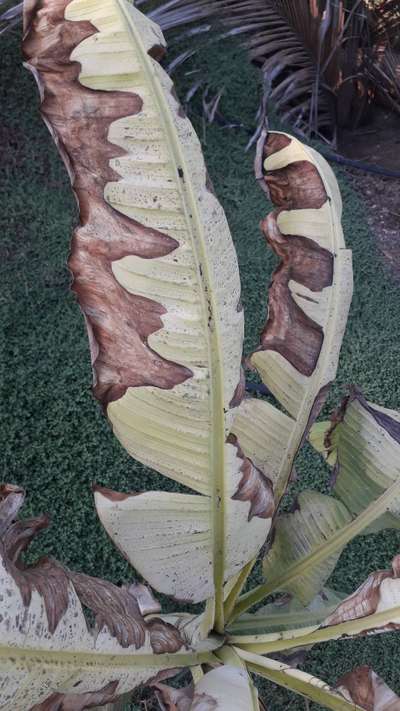 Banana nutrient deficiency | Community | Plantix