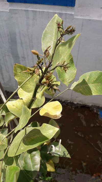 Its a sarakondrai plant, its been an year but ants have been a big ...