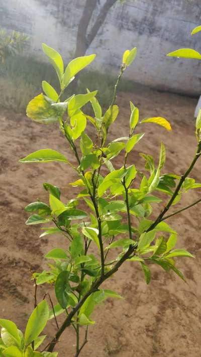 Sir this is kenu plants. It's leaf upper dry l. What is problem ...